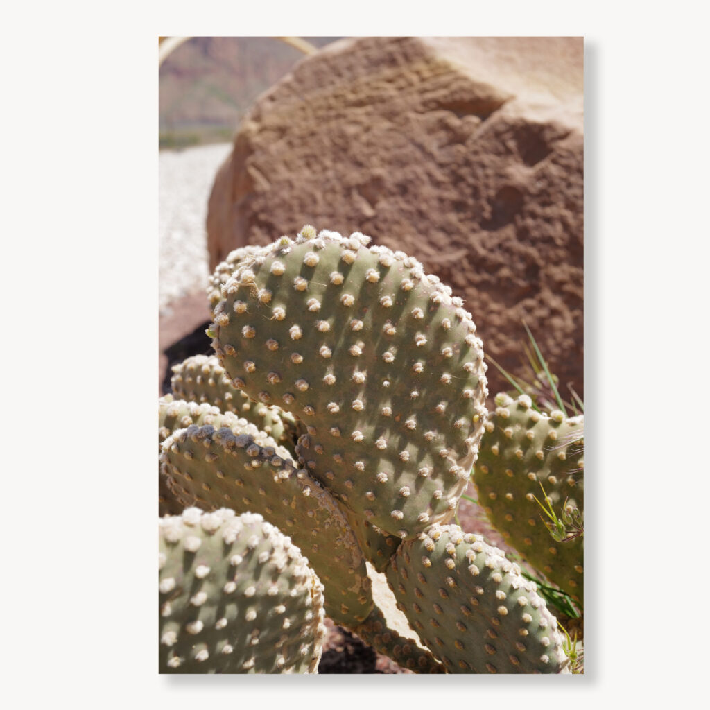 Zion Cactus - Seattle Art Source