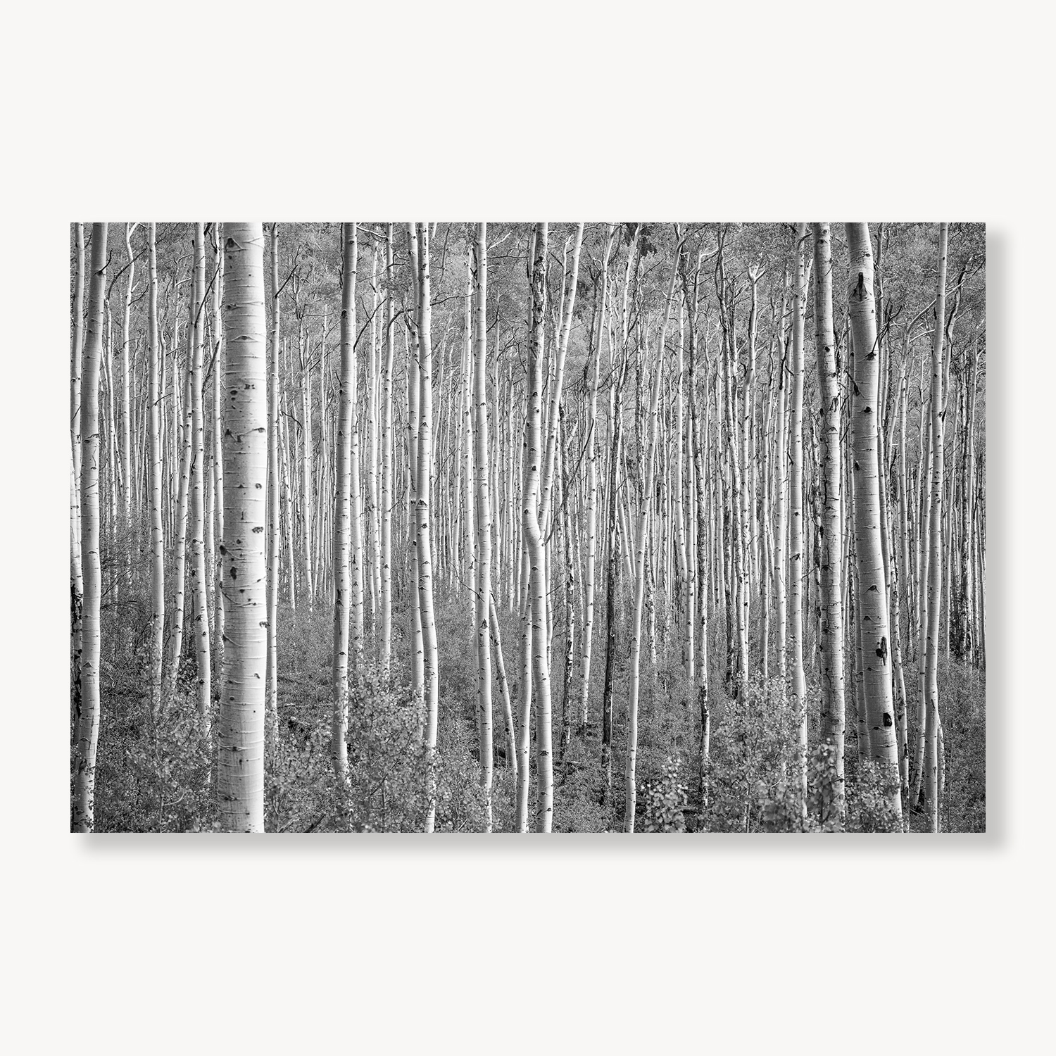 Aspen Trees On Independence Pass Seattle Art Source